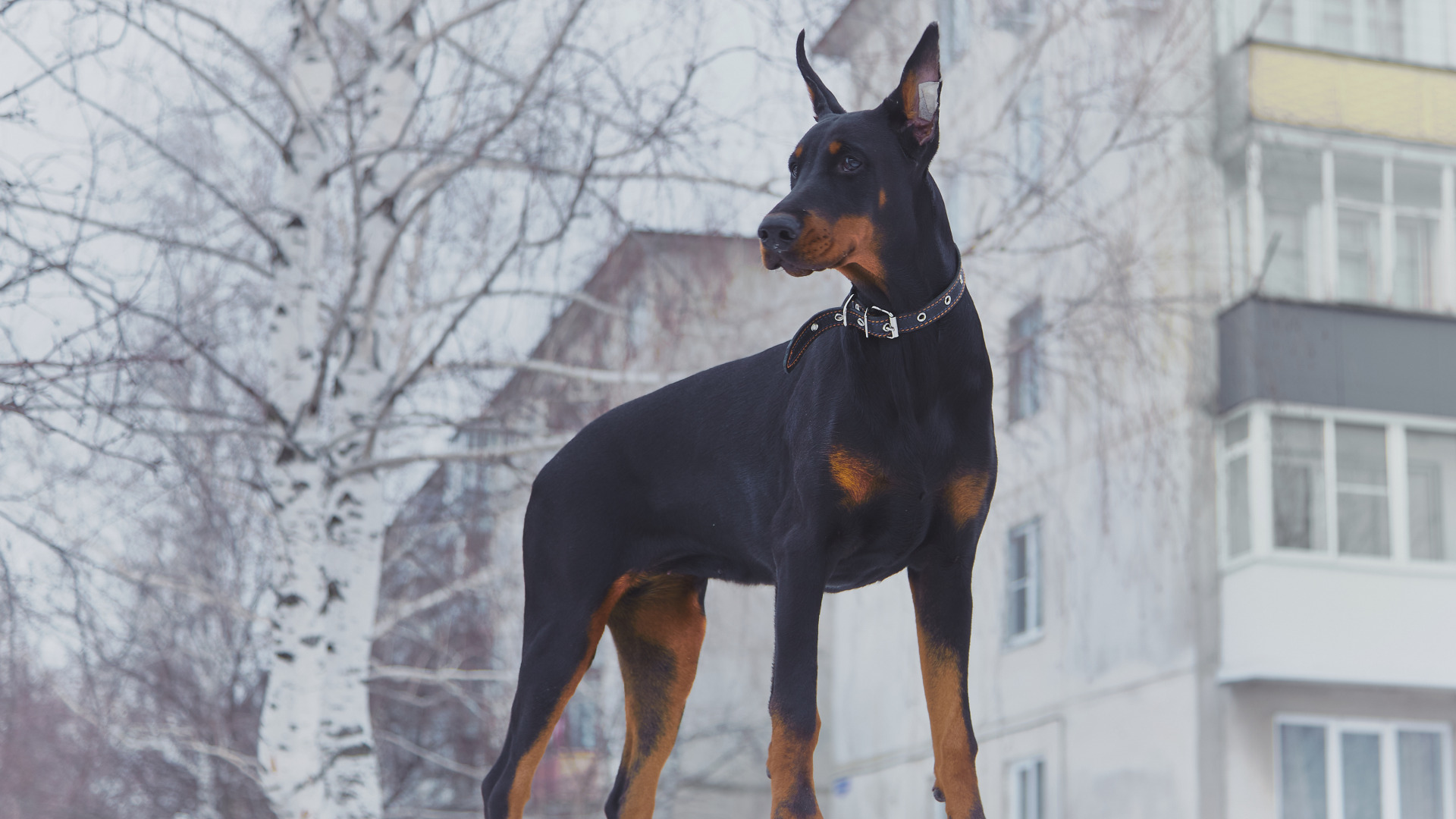 Download wallpaper winter, snow, home, Doberman, Russia, birch, section ...