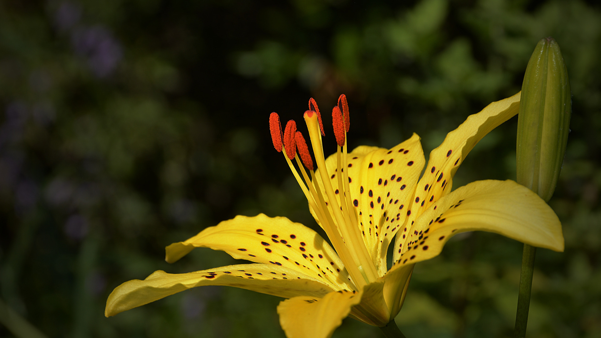 Download wallpaper Lily, yellow, yellow, Lily, section flowers in ...