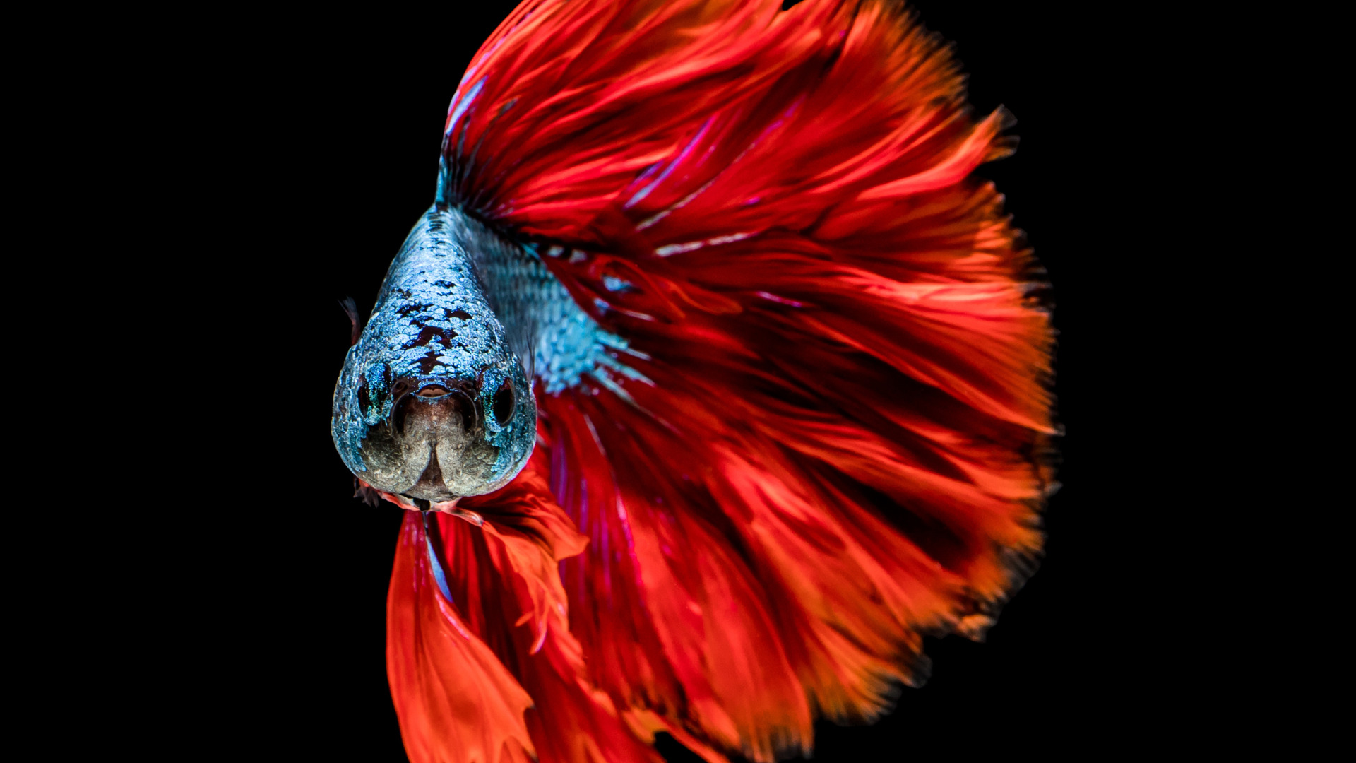 Download wallpaper colors, red, blue, fish, head, section minimalism in ...
