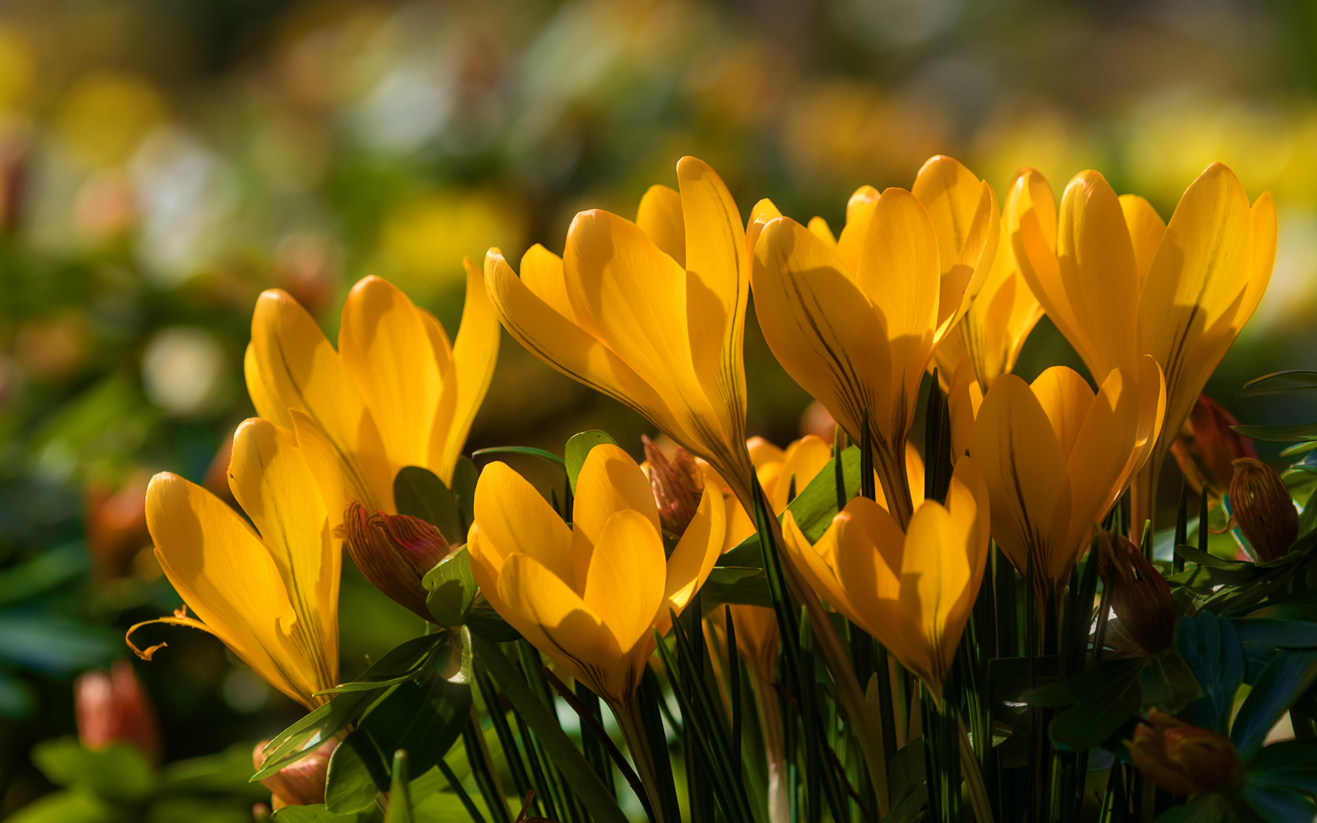 Download wallpaper spring, crocuses, yellow, saffron, section flowers ...