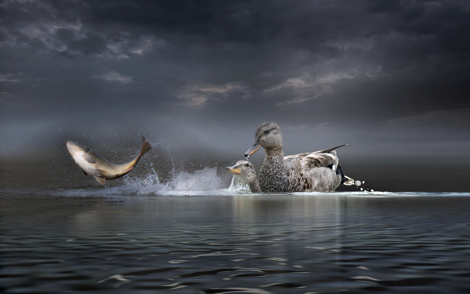 Download wallpaper water, duck, fish, section animals in resolution ...