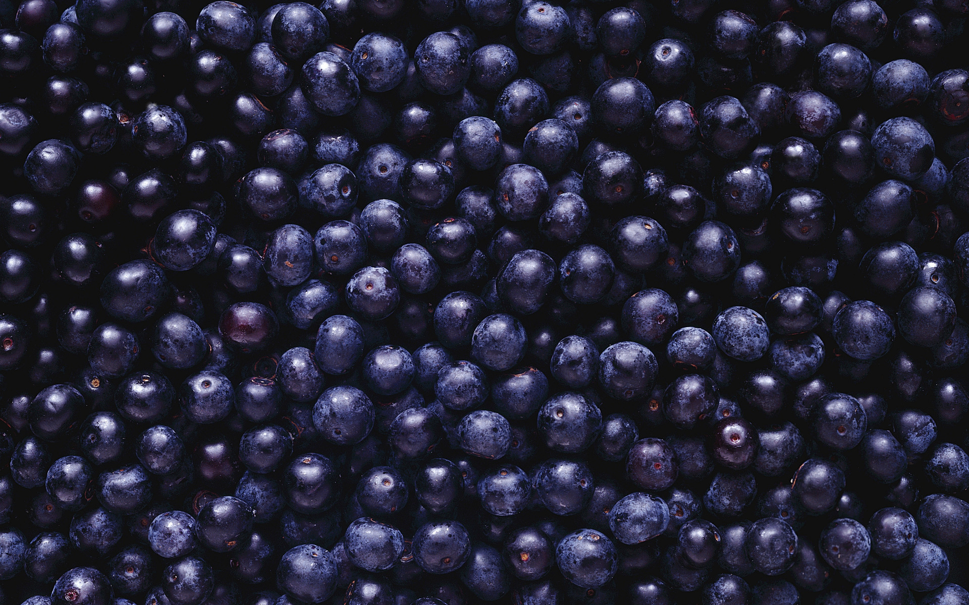 Download wallpaper berries, black, blueberries, a lot, section food in resolution 1920x1200