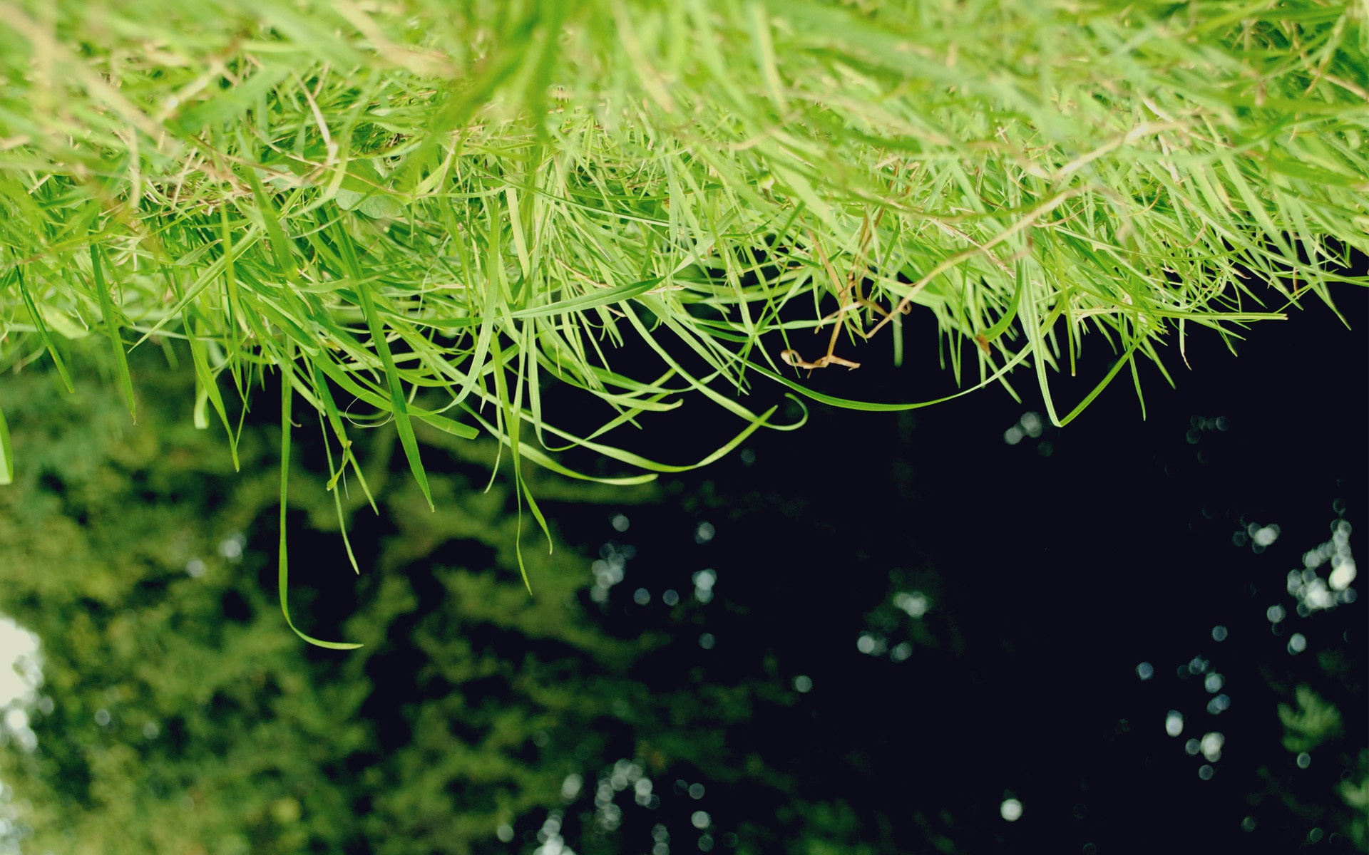 Download wallpaper greens, grass, macro, trees, upside down, section ...