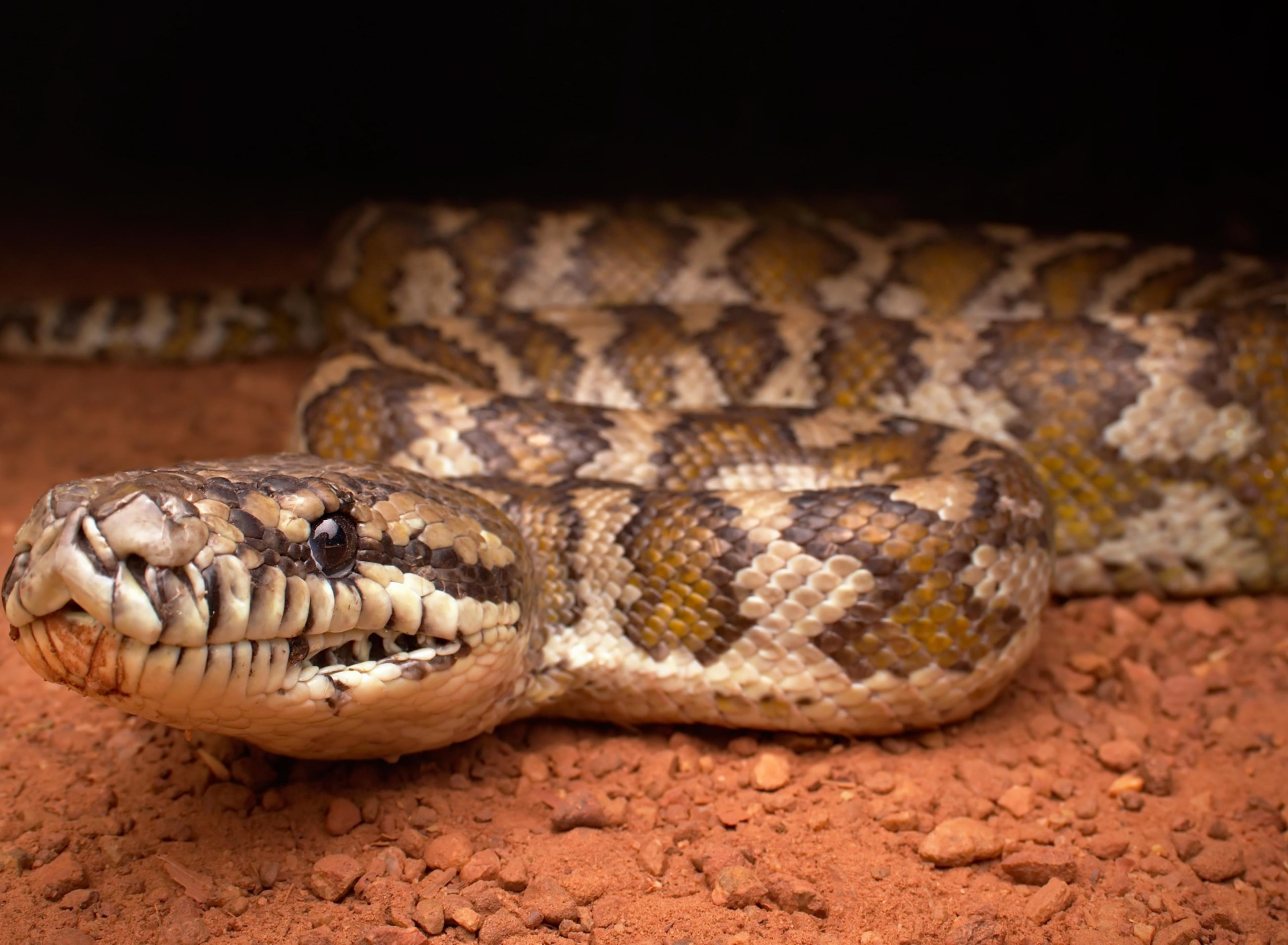 Download wallpaper snake, Morelia spilota variegata, Darwin Carpet ...