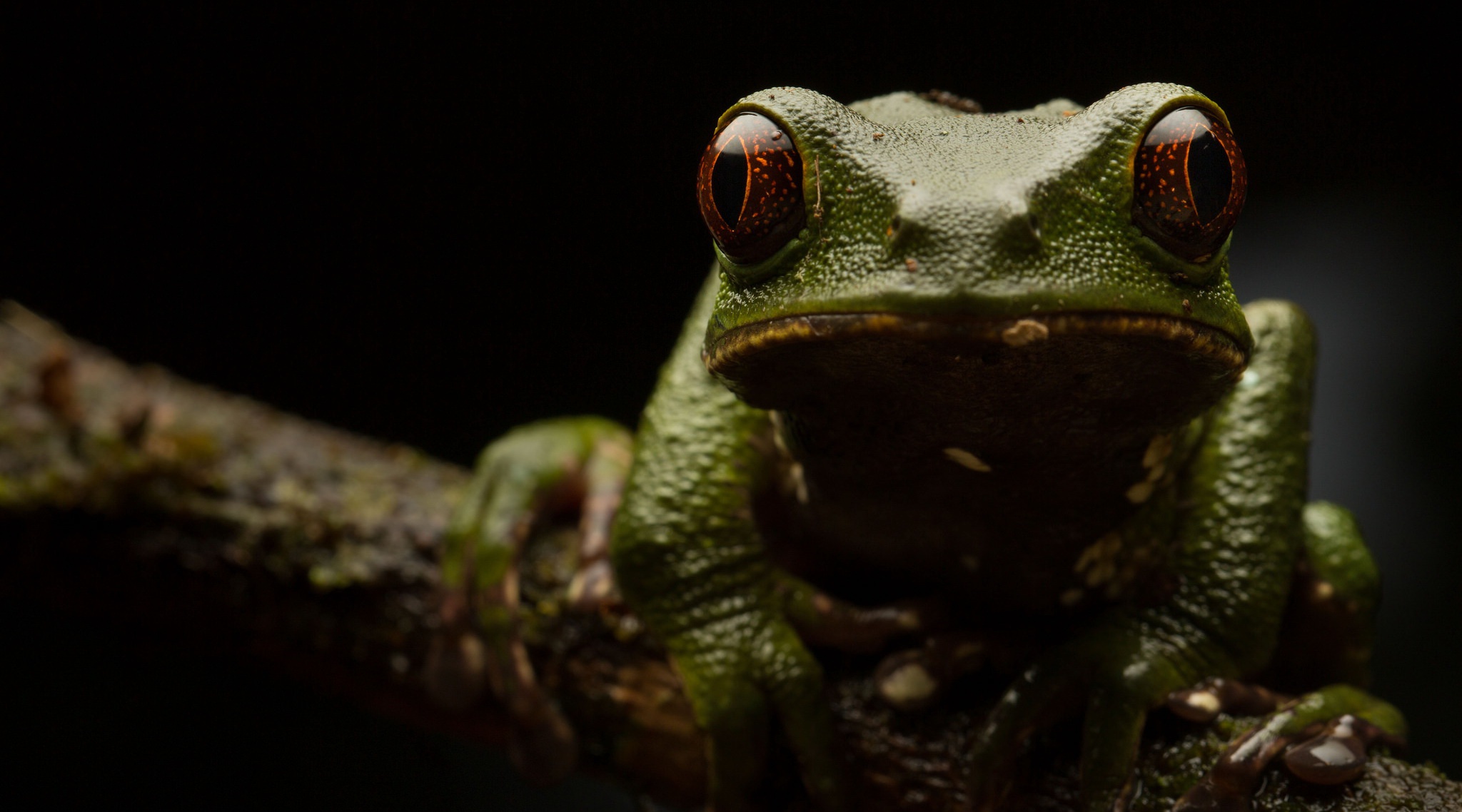 Download wallpaper nature, Phyllomedusa tarsius, Tarsier monkey frog ...