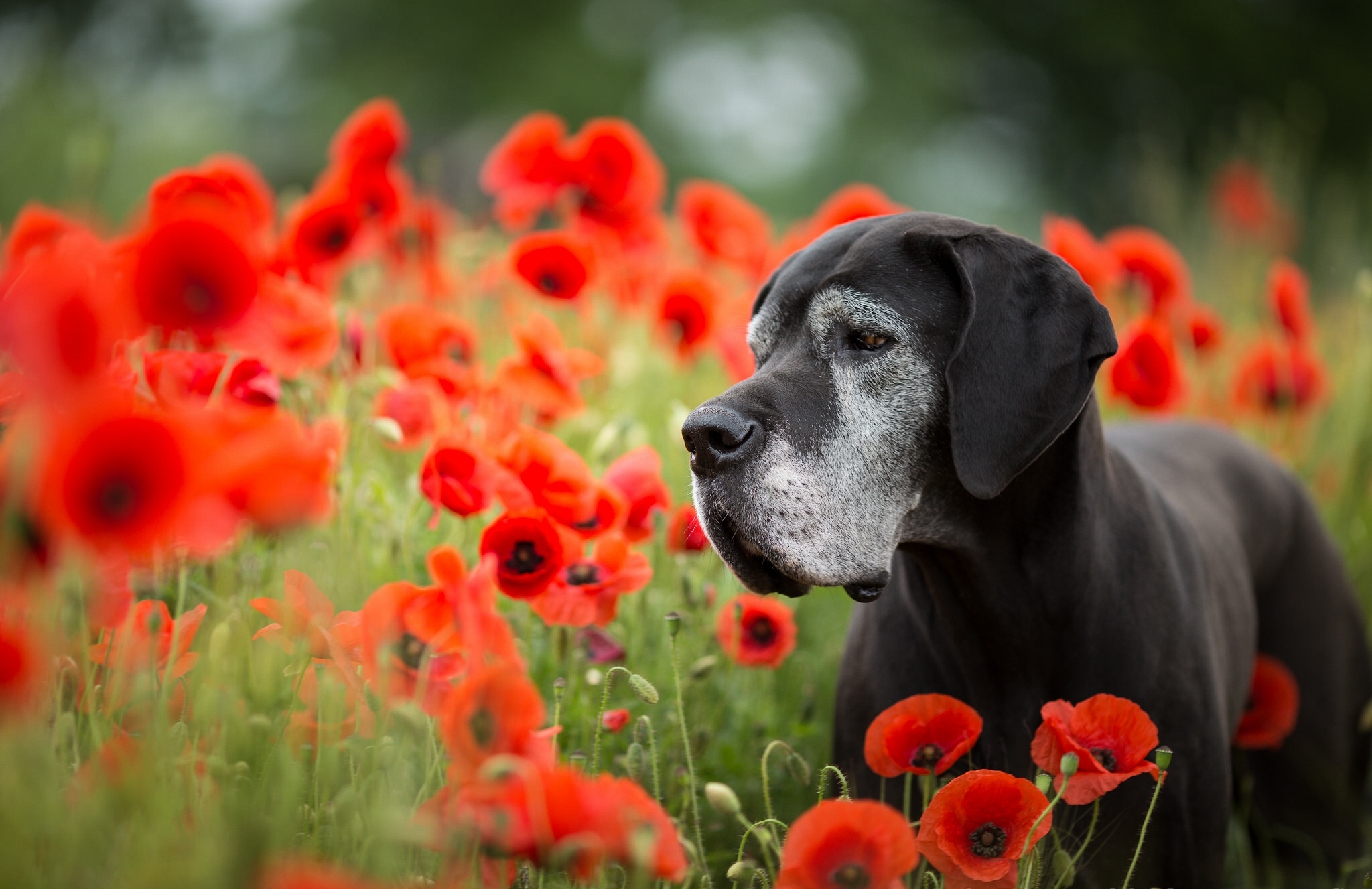 Download wallpaper flowers, Maki, dog, section dog in resolution 2048x1327