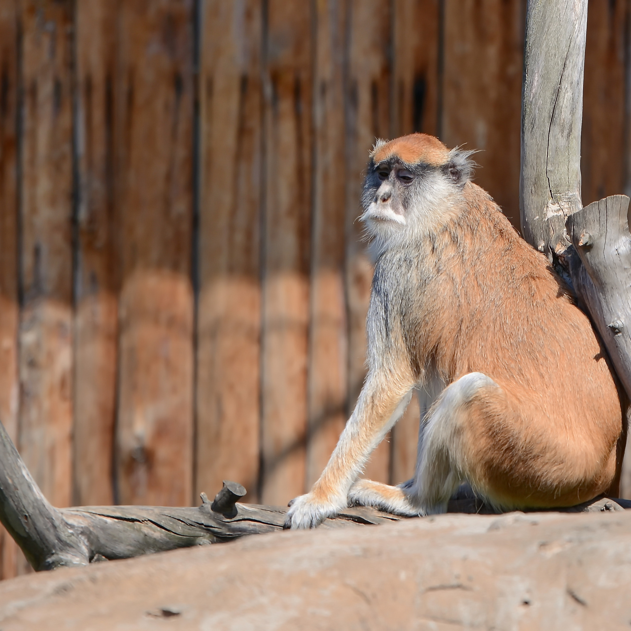 Download wallpaper monkey, beautiful, look, zoo, section animals in ...