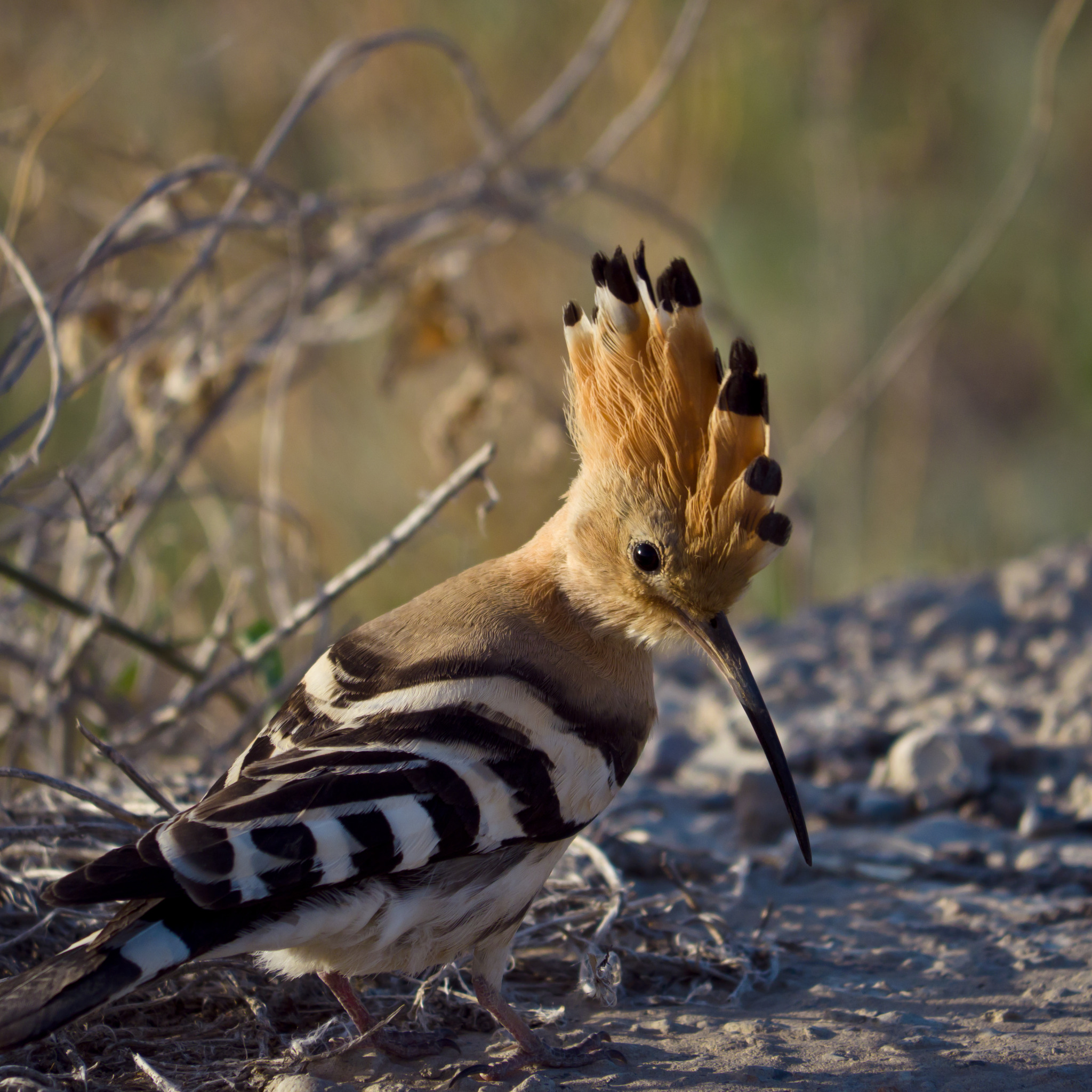 Download wallpaper nature, bird, hoopoe, section animals in resolution ...