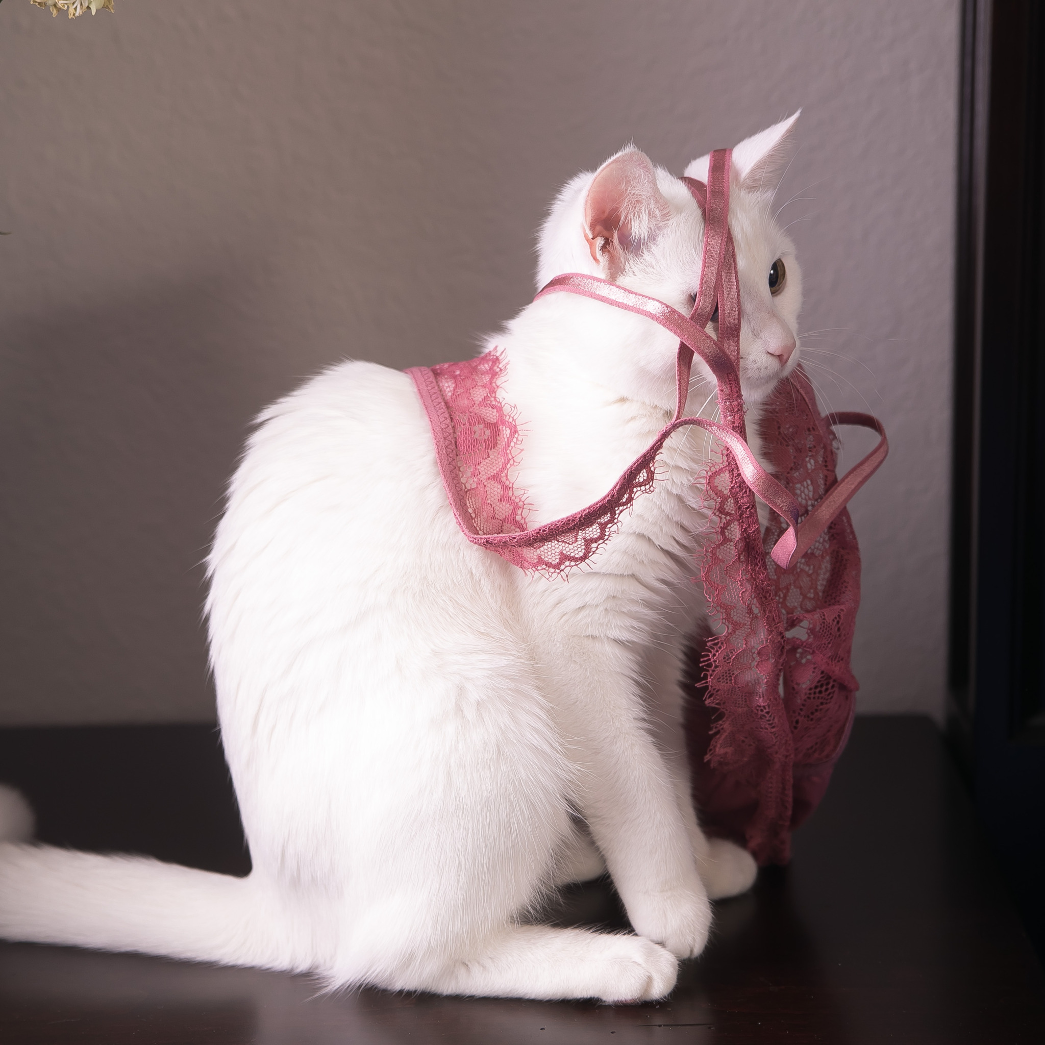 Download wallpaper white, cat, linen, section cats in resolution 2048x2048