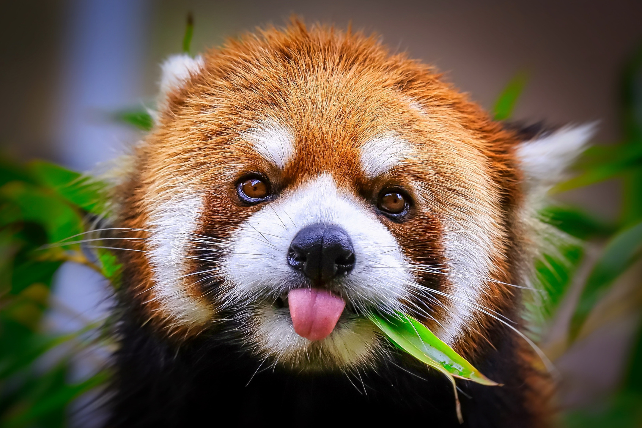 Download wallpaper nature, background, Panda, section animals in ...
