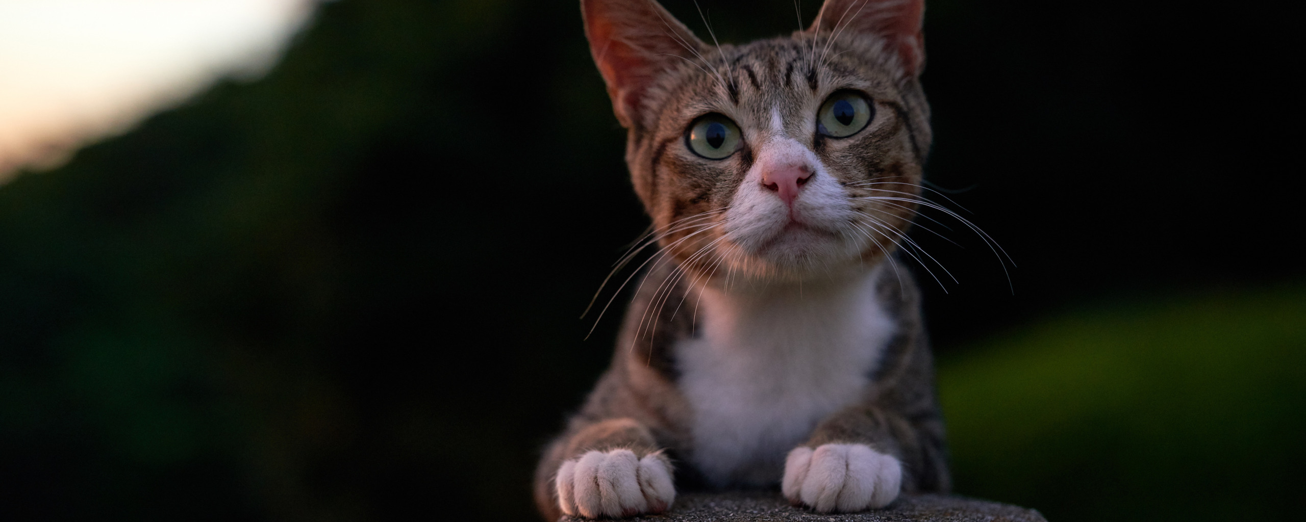 Download wallpaper cat, cat, look, background, section cats in ...