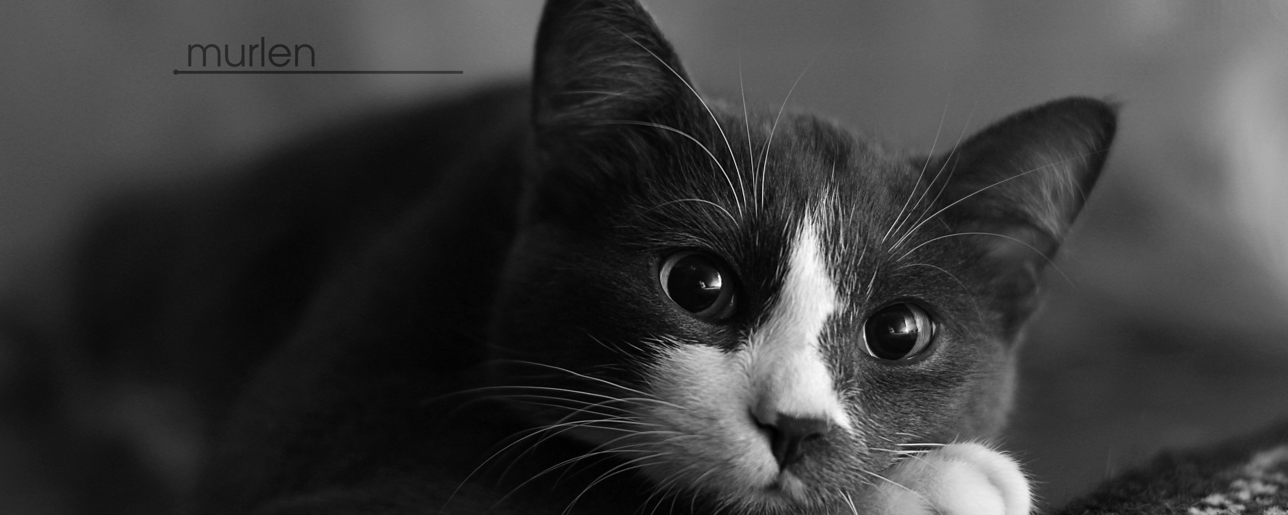 Download wallpaper cat, cats, mood, cat, murlen, mourlin, section cats in resolution 2560x1024