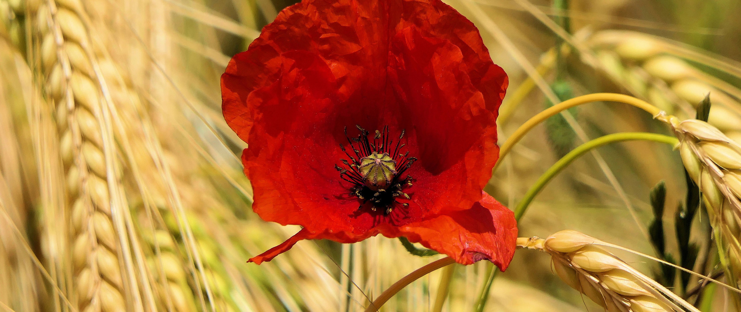 Download wallpaper macro, flowers, red, Mac, ears, section nature in ...
