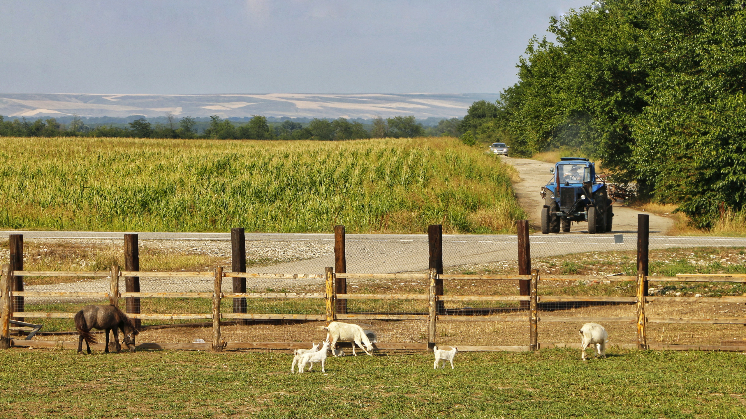 Download wallpaper tractor, farm, ranch, section animals in resolution ...