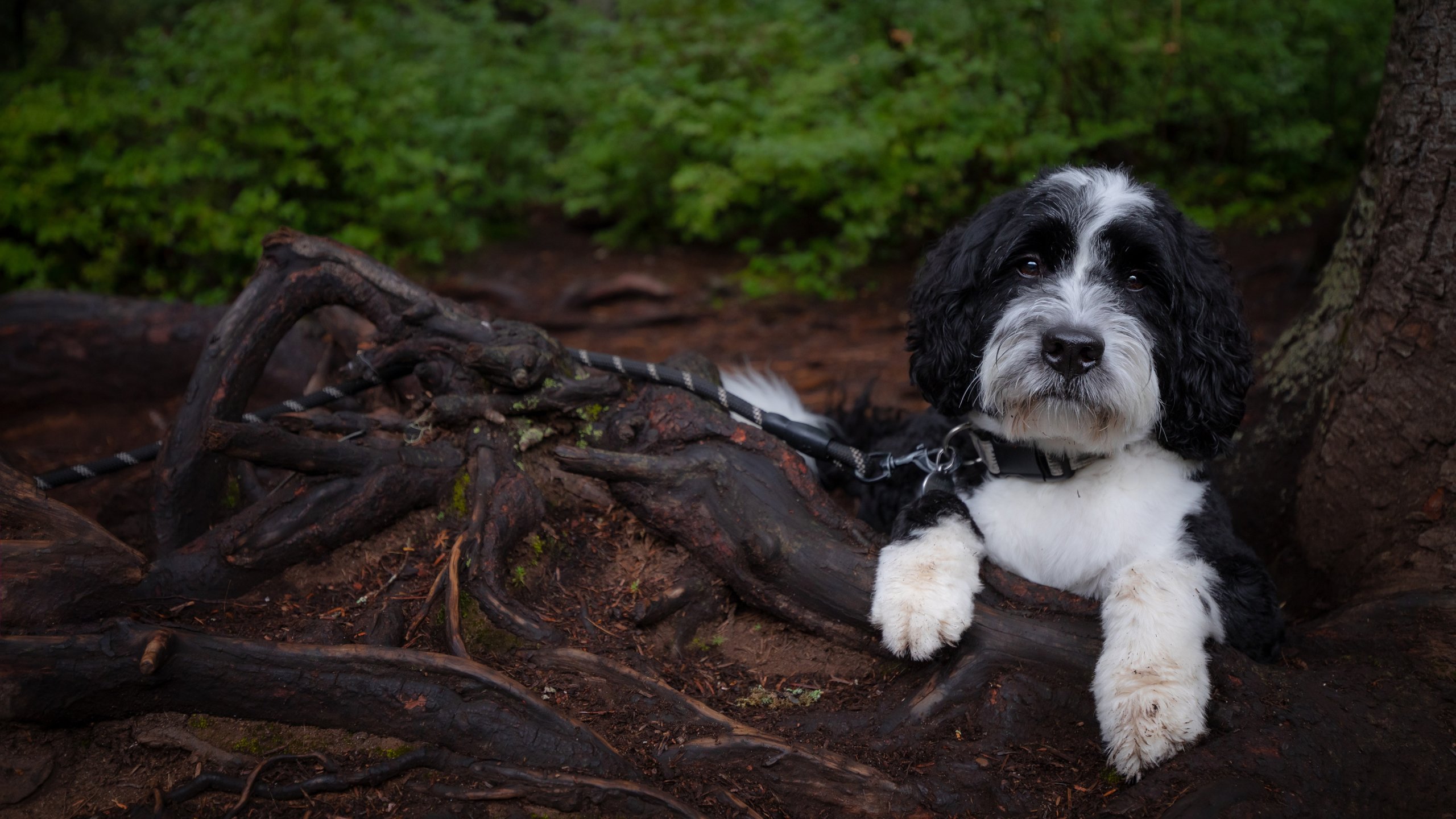 Download wallpaper nature, roots, dog, lies, section dog in resolution ...