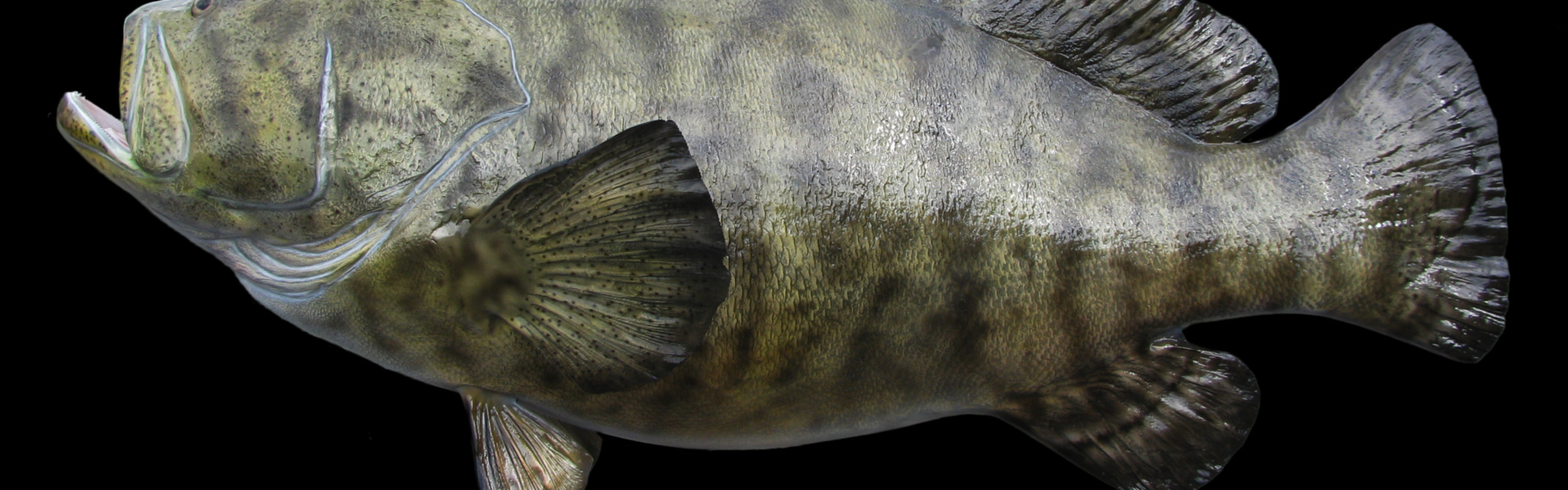 Download wallpaper fish, Goliath, GROUPER, section rendering in ...