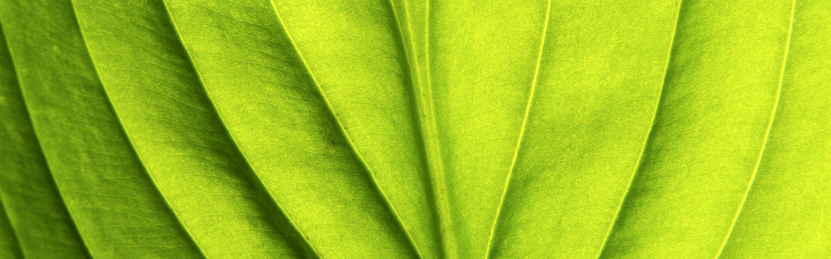 Download Wallpaper Green Pattern Leaf Section Textures In Resolution 4424