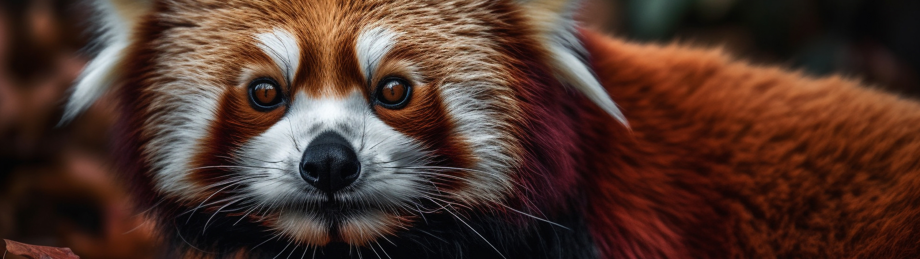 Download wallpaper red Panda, face, red Panda, AI art, neural network ...