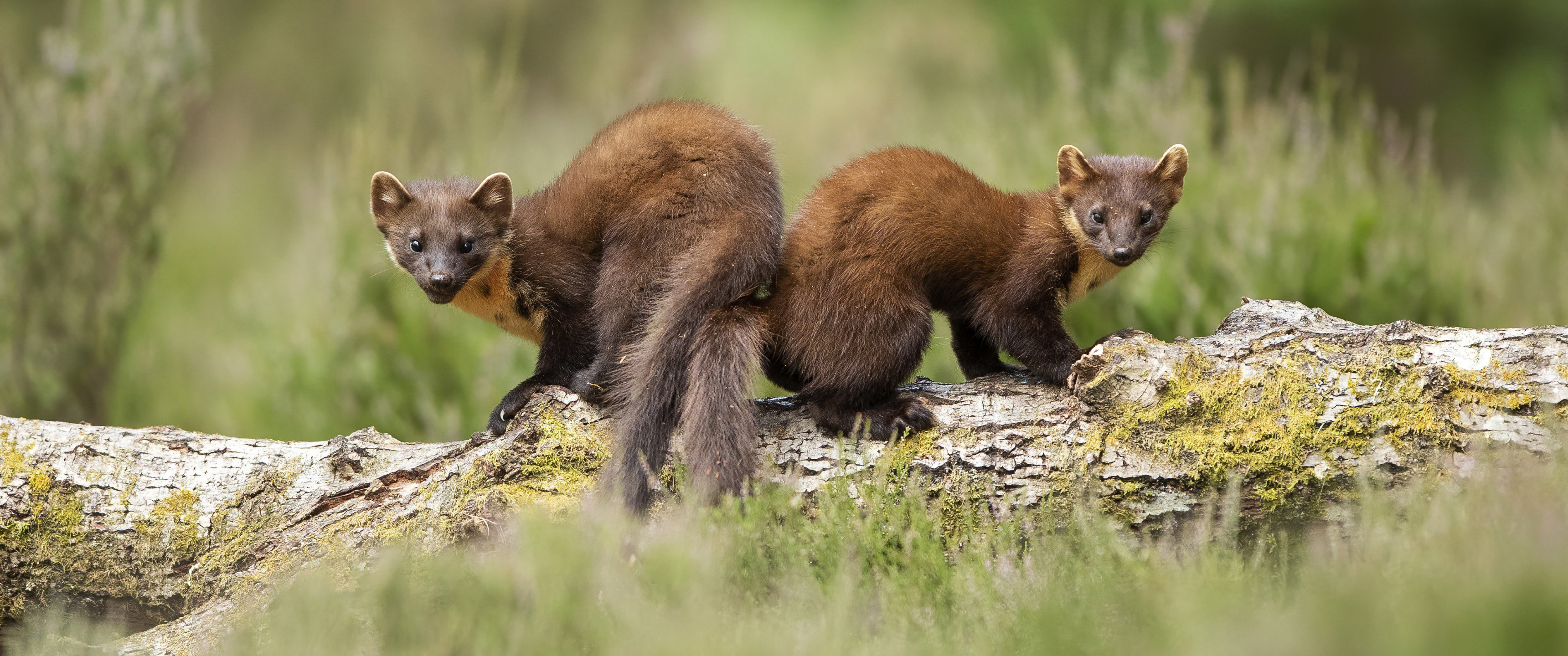 Download wallpaper grass, look, nature, two, pair, log, Duo, ermine ...
