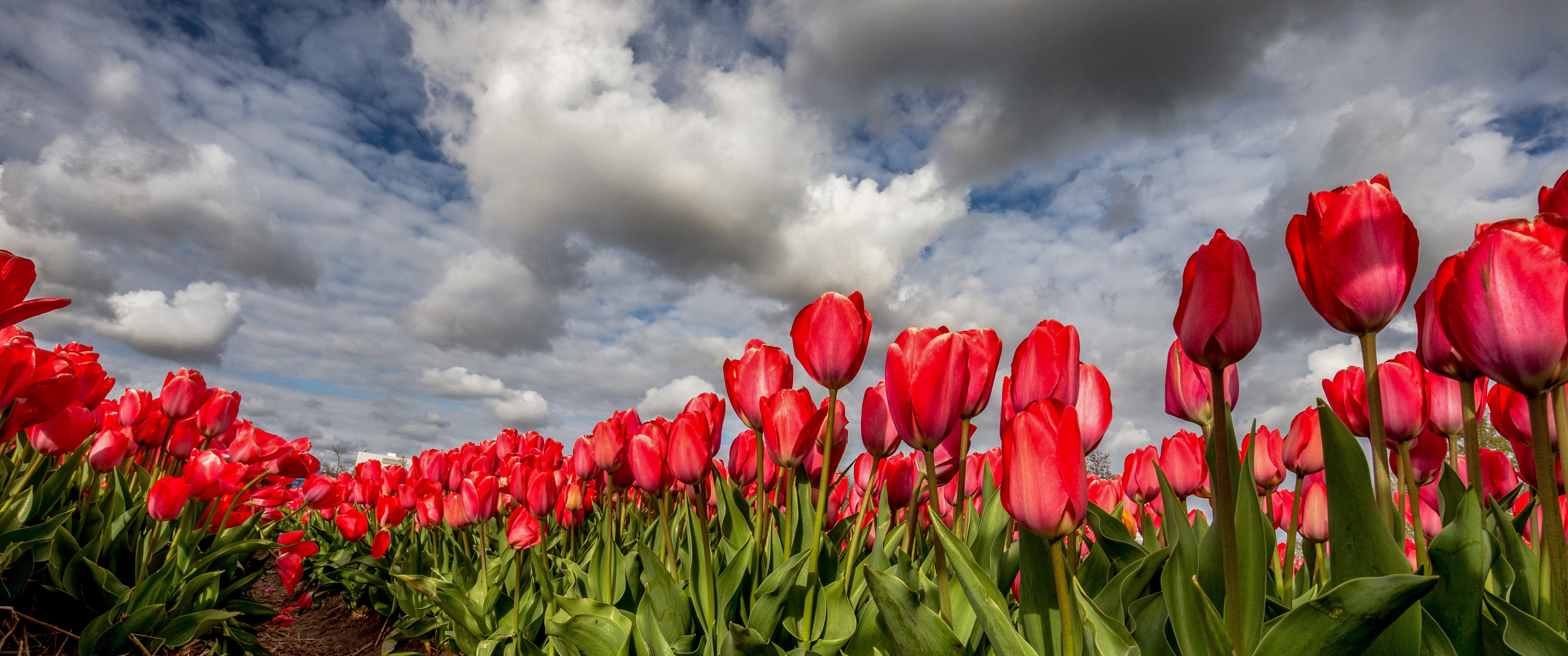 Download wallpaper clouds, spring, tulips, section flowers in ...