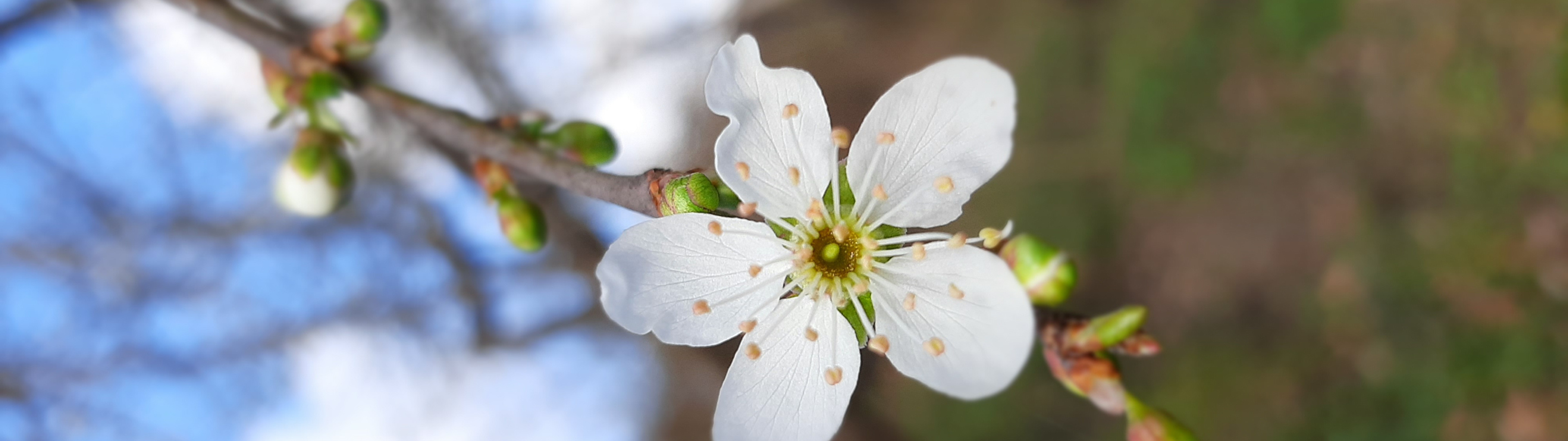 Download wallpaper Flower, White, Spring, bloom, noun, Blossom, section ...