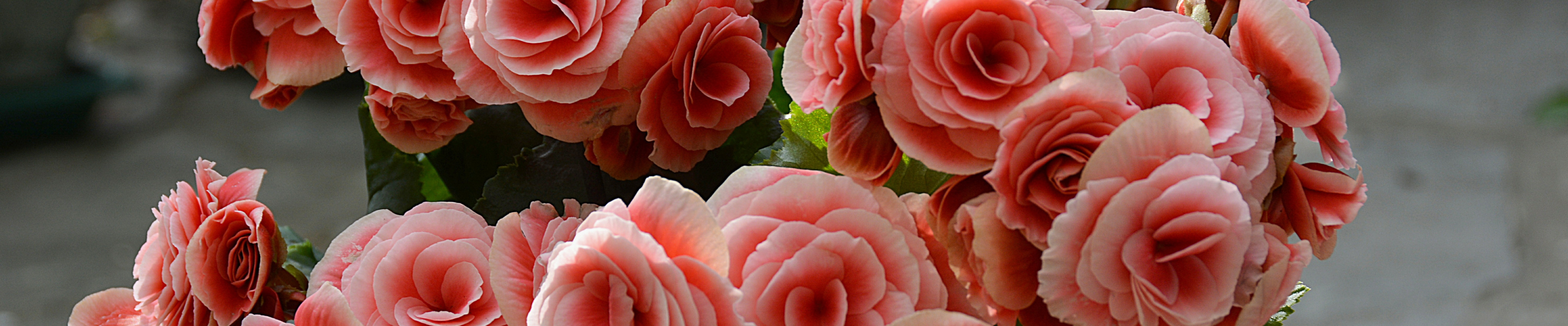 Download wallpaper Flowers, Flowers, Bokeh, Bokeh, begonias, Begonia, section flowers in ...