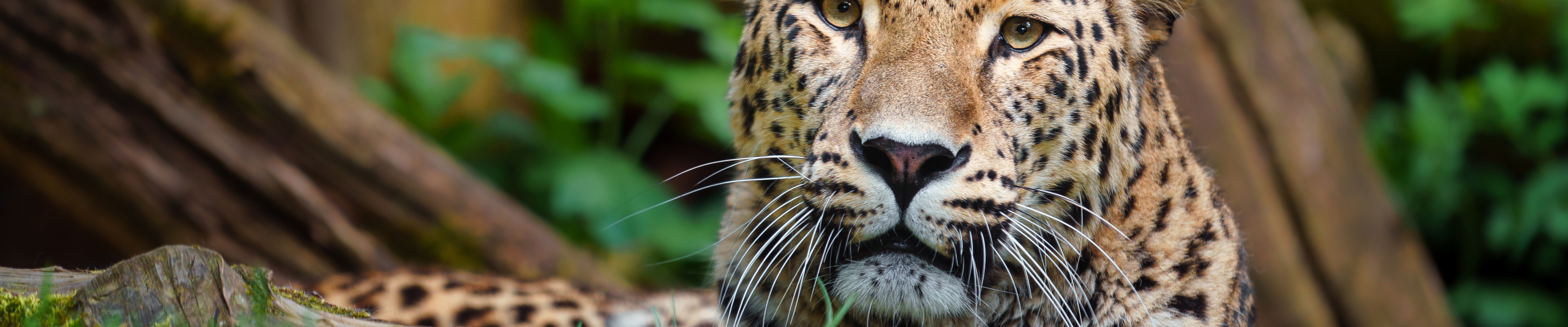 Download wallpaper look, face, nature, pose, leopard, section cats in ...