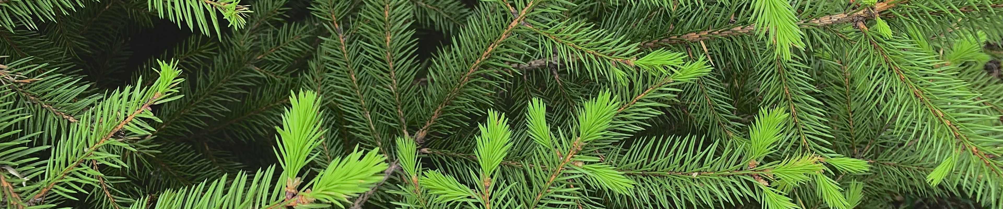 Download wallpaper Needles, Tree, Needles, section nature in resolution ...