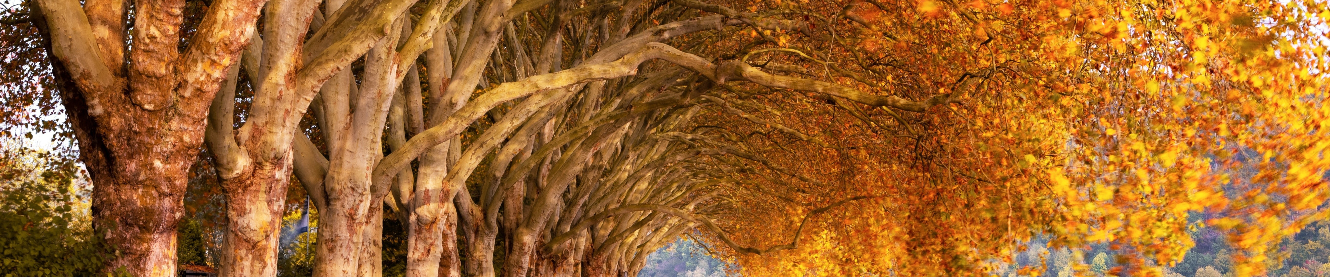 Download wallpaper autumn, trees, nature, river, section nature in resolution 4320x900