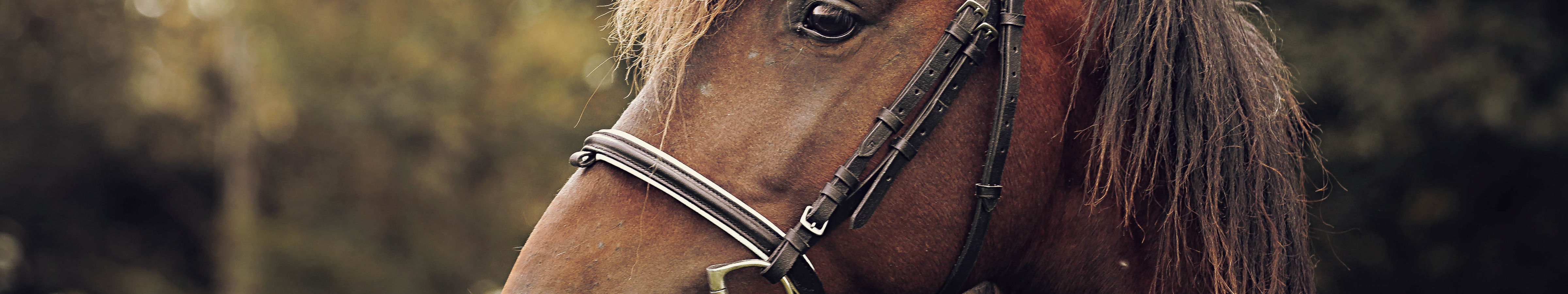 Download wallpaper horse, bokeh, harness, section animals in resolution 4800x900