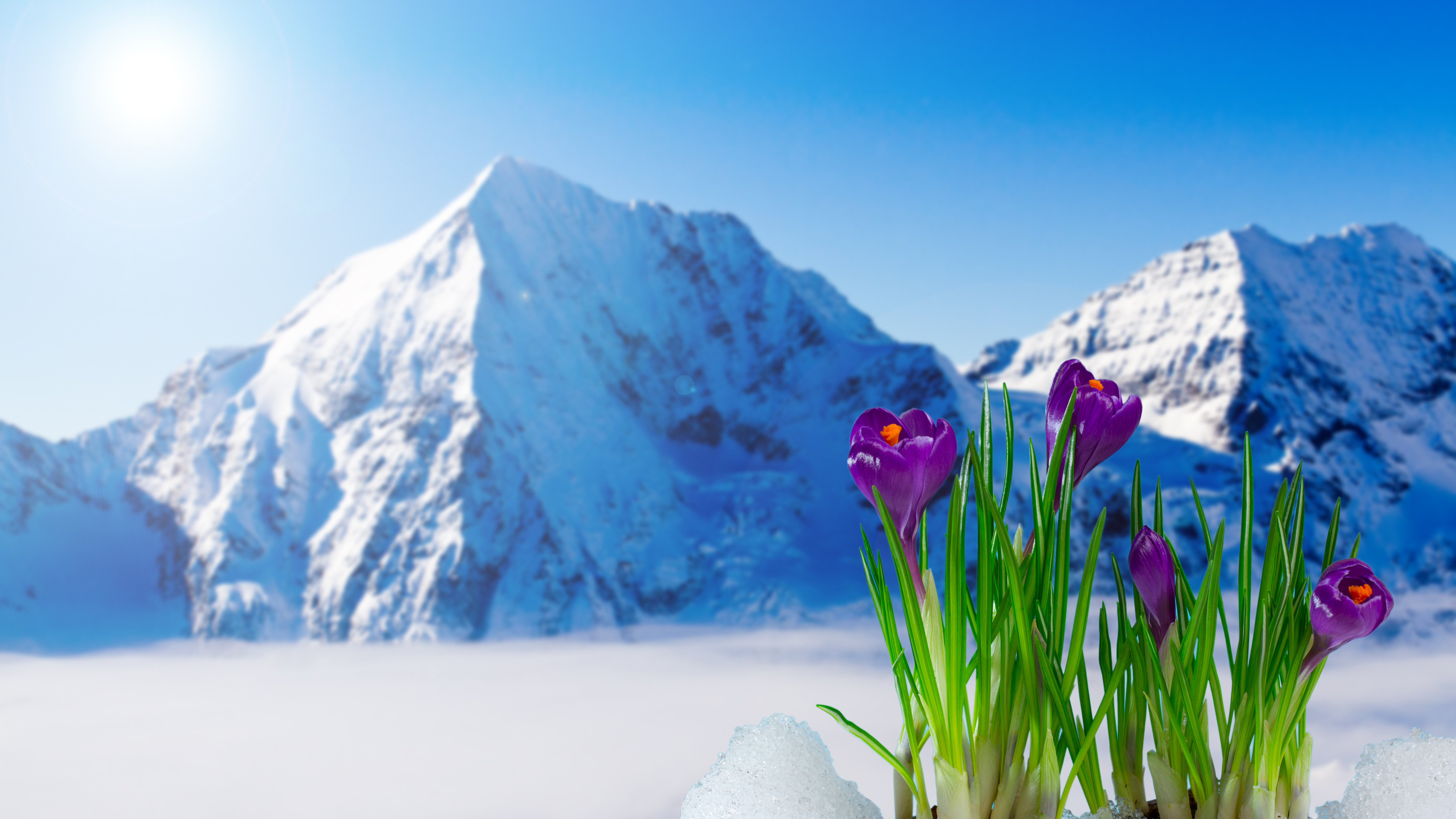 Download wallpaper spring, crocuses, flowering, flowers, mountain, snow ...
