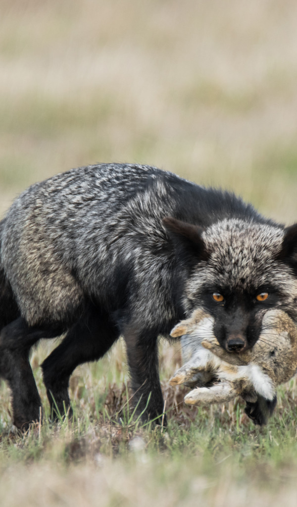 Download wallpaper rabbit, Fox, mining, Silver Fox, section animals in resolution 600x1024