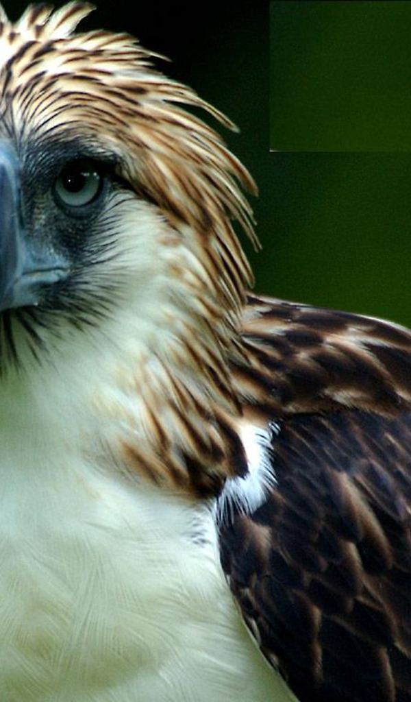 Download wallpaper bird, wildlife, philippine-eagle, family ...