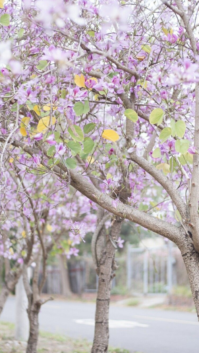 Download wallpaper Beautiful, Asian, Model, Flower, Tree, Woman, Pretty, Japanese, section girls ...