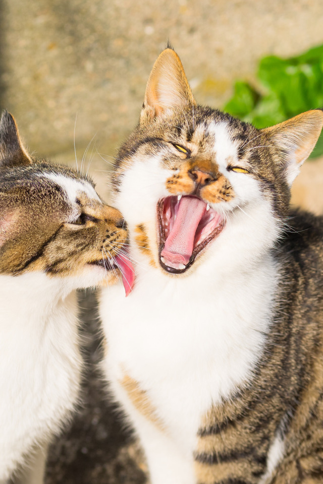 Download Wallpaper Koshak Cats Friends Kote Section Cats In Resolution 640x960