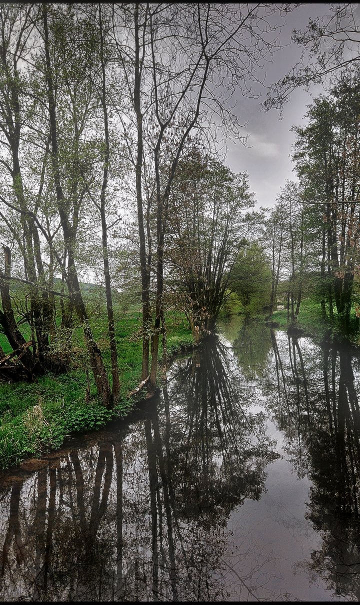 Download wallpaper greens, water, trees, clouds, reflection, trees ...