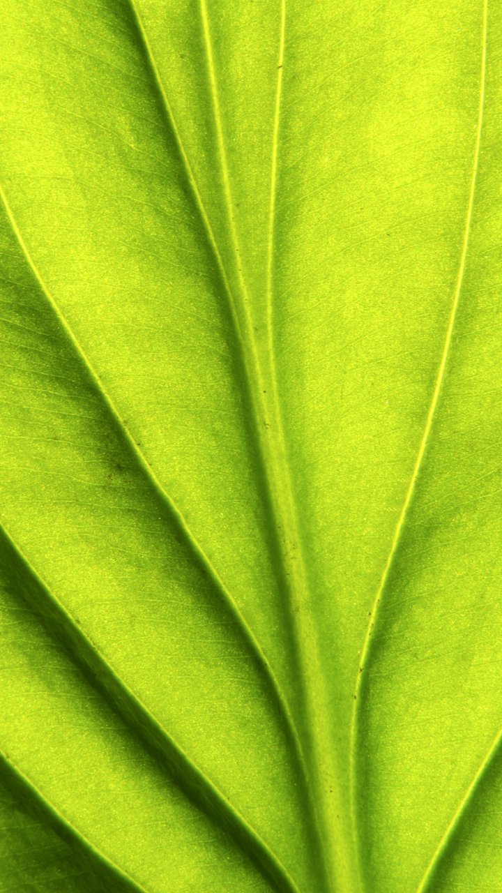 Download Wallpaper Green Pattern Leaf Section Textures In Resolution 3796
