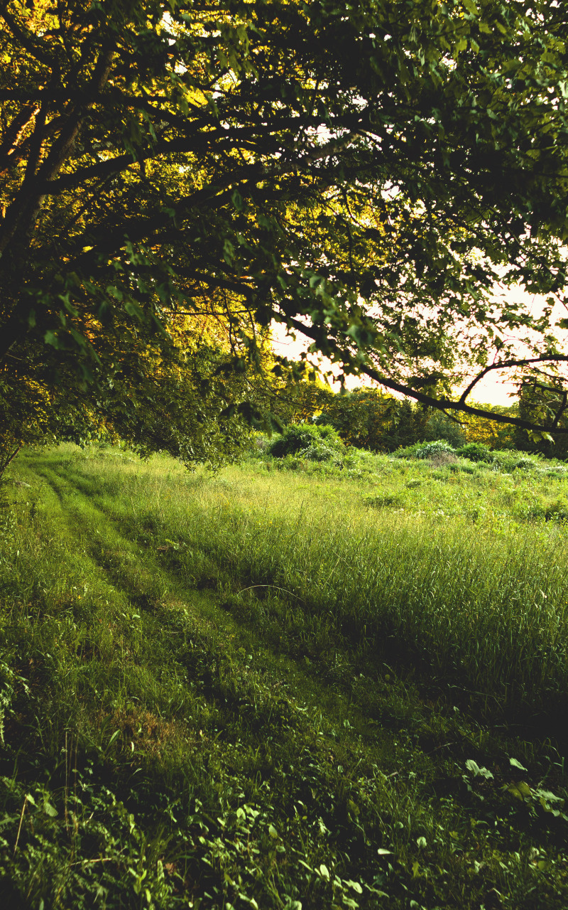 Download Wallpaper Greens Summer Grass Trees Section Nature In