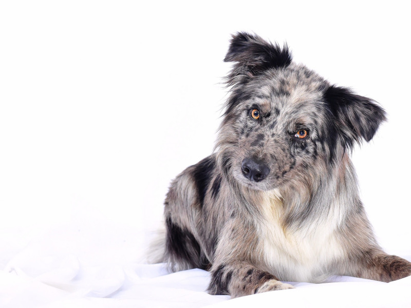 Download wallpaper Dog, Border Collie, Look, section dog in resolution ...