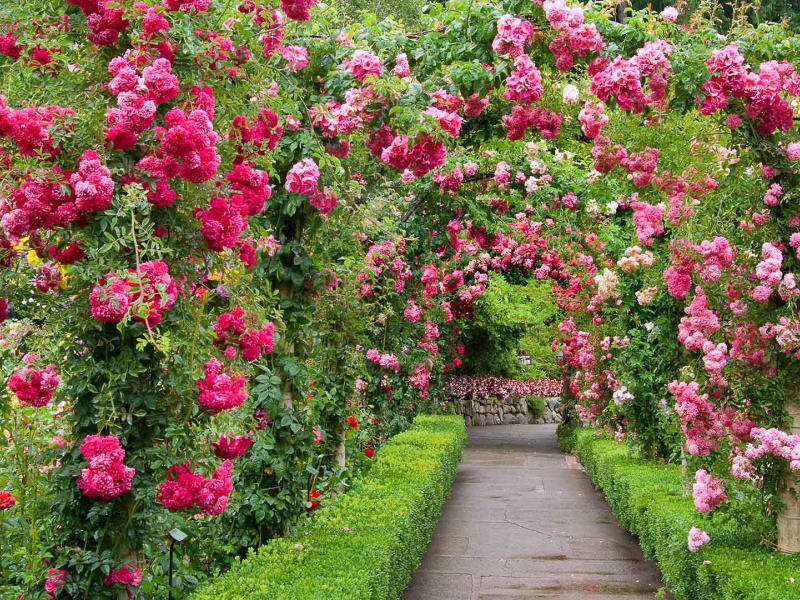 Download wallpaper Park, roses, garden, Canada, alley, British Columbia ...