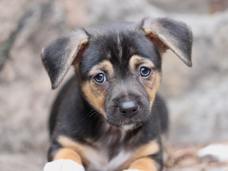 Download wallpaper background, puppy, face, section dog in resolution ...