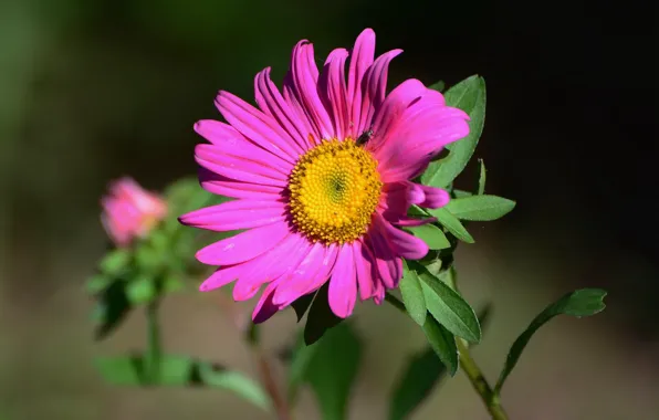 Wallpaper nature, Astra, summer mood, wildflowers images for desktop ...