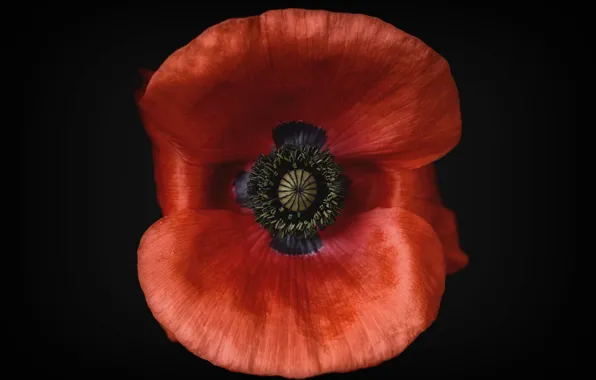 Download wallpaper flower, Mac, petals, section flowers in resolution ...