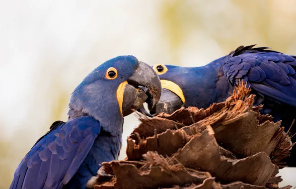 Wallpaper birds, parrots, Ara images for desktop, section животные ...