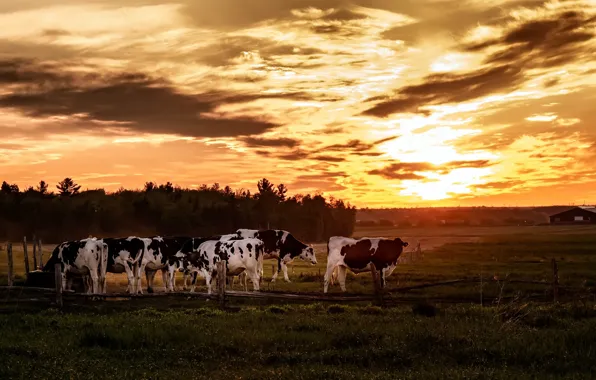 Wallpaper field, sunset, cows for mobile and desktop, section животные ...