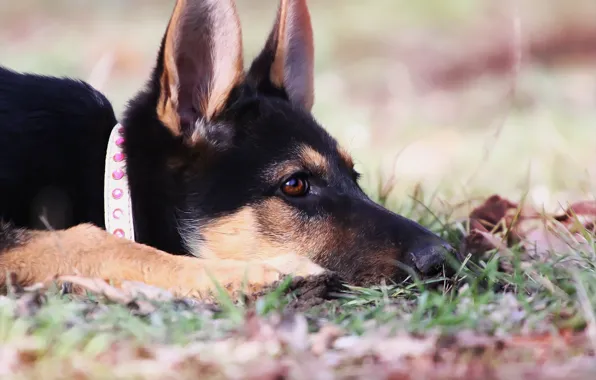 Download wallpaper look, each, puppy, shepherd, section dog in ...