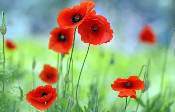 Wallpaper summer, flowers, background, Maki, red for mobile and desktop ...