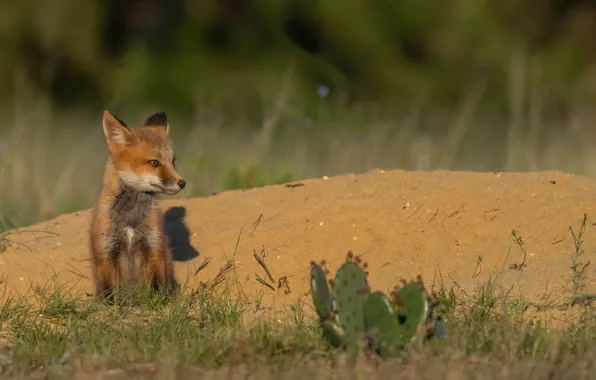 Download wallpaper sand, grass, look, nature, pose, Fox, cacti, face ...