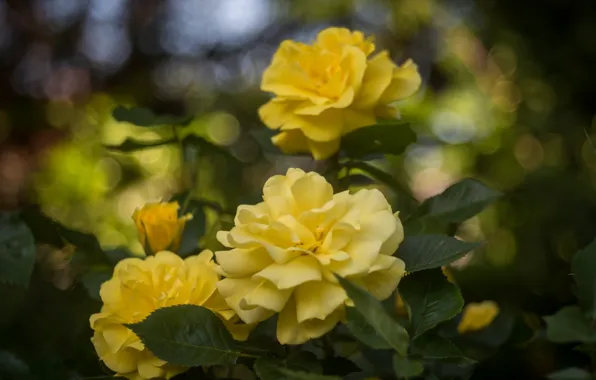 Wallpaper flowers, yellow, roses, garden, rose Bush for mobile and ...