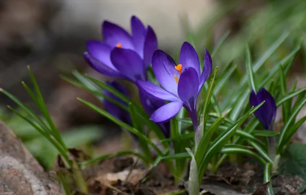 Wallpaper spring, crocuses, primrose for mobile and desktop, section ...